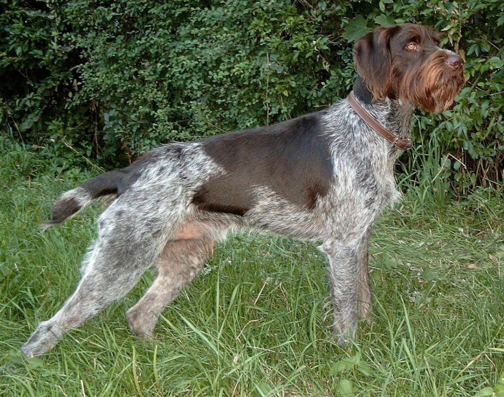 All About German Wirehaired Pointer Dog Breed – The Dogs Breeds
