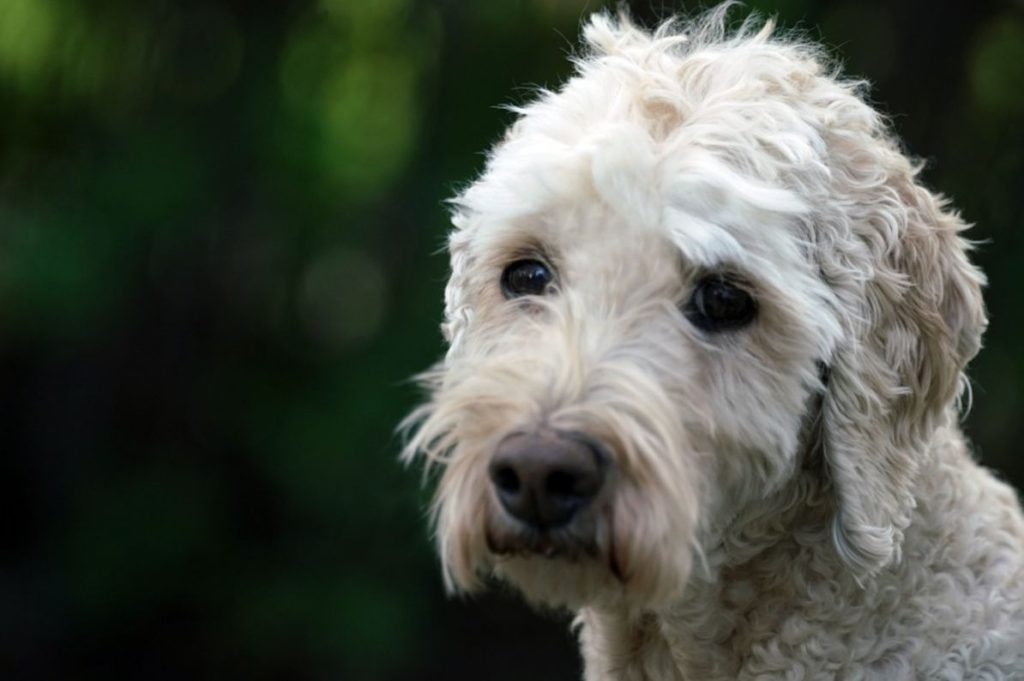 Is Pomapoo Dog Breed For You? – The Dogs Breeds